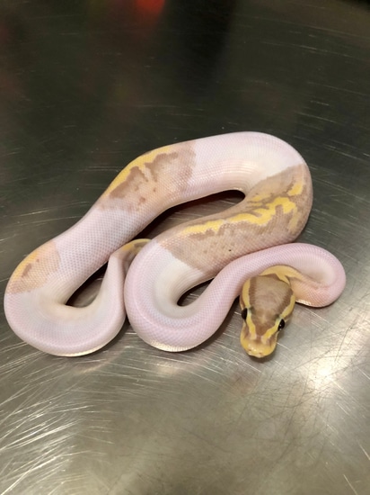 Pastel Banana Pied Ball Python by EV Reptiles