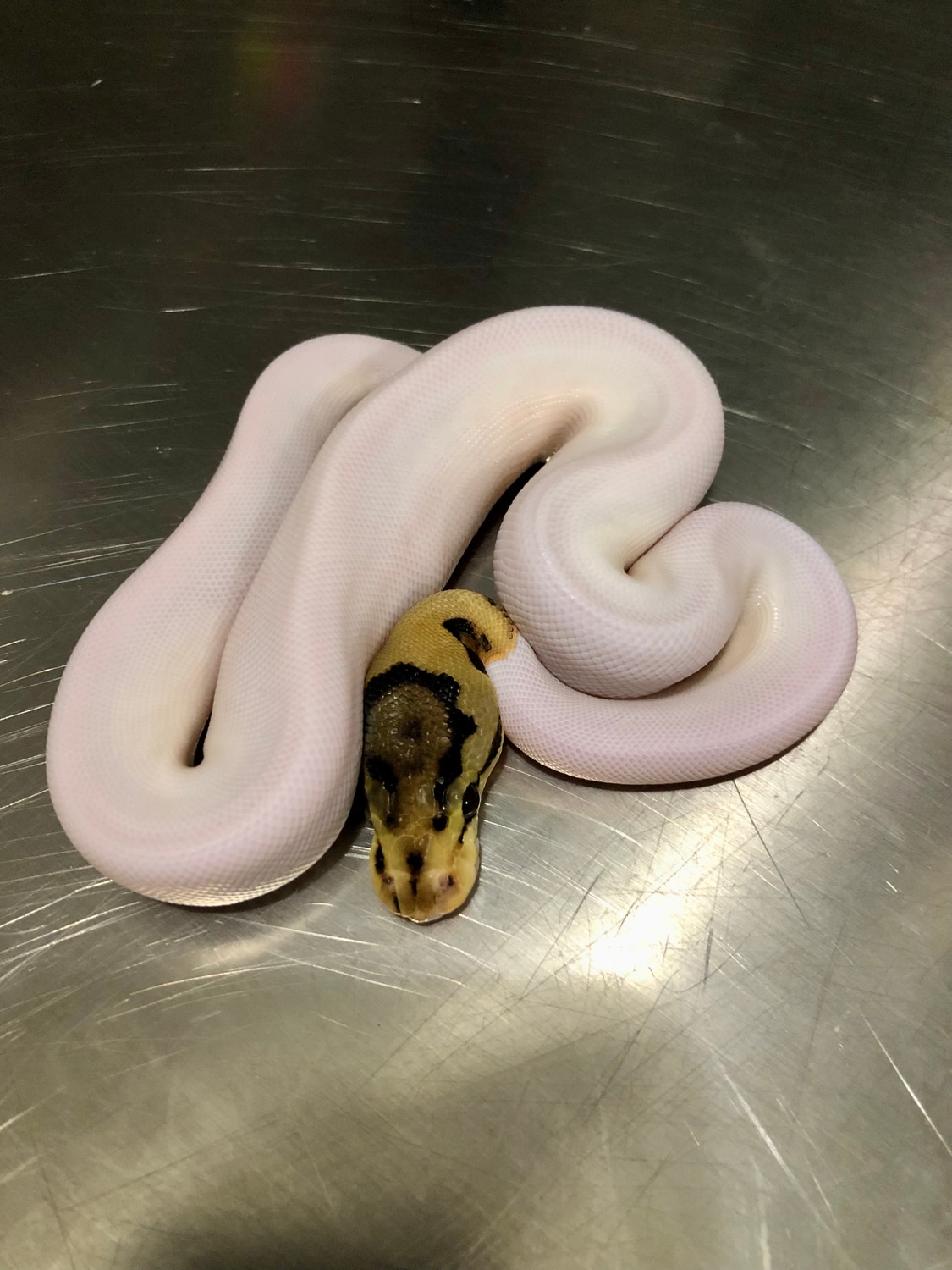 Spider Pied Ball Python by EV Reptiles - MorphMarket