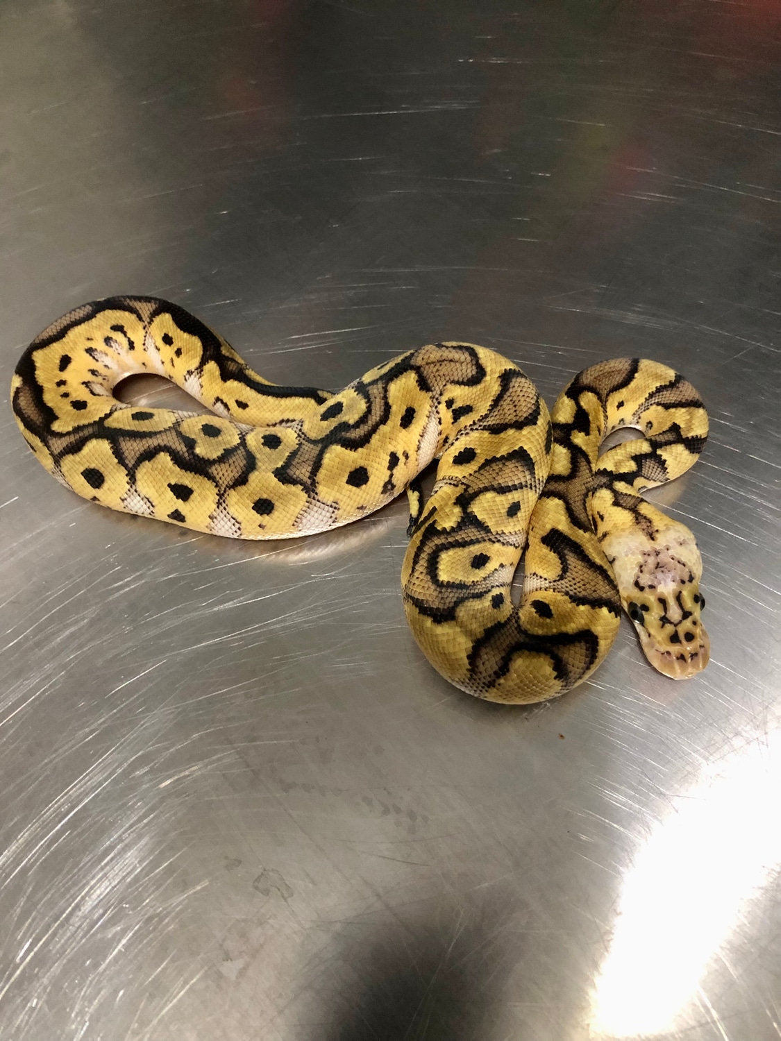 Pastel Ghi Clown Poss: Yellowbelly Ball Python by EV Reptiles - MorphMarket