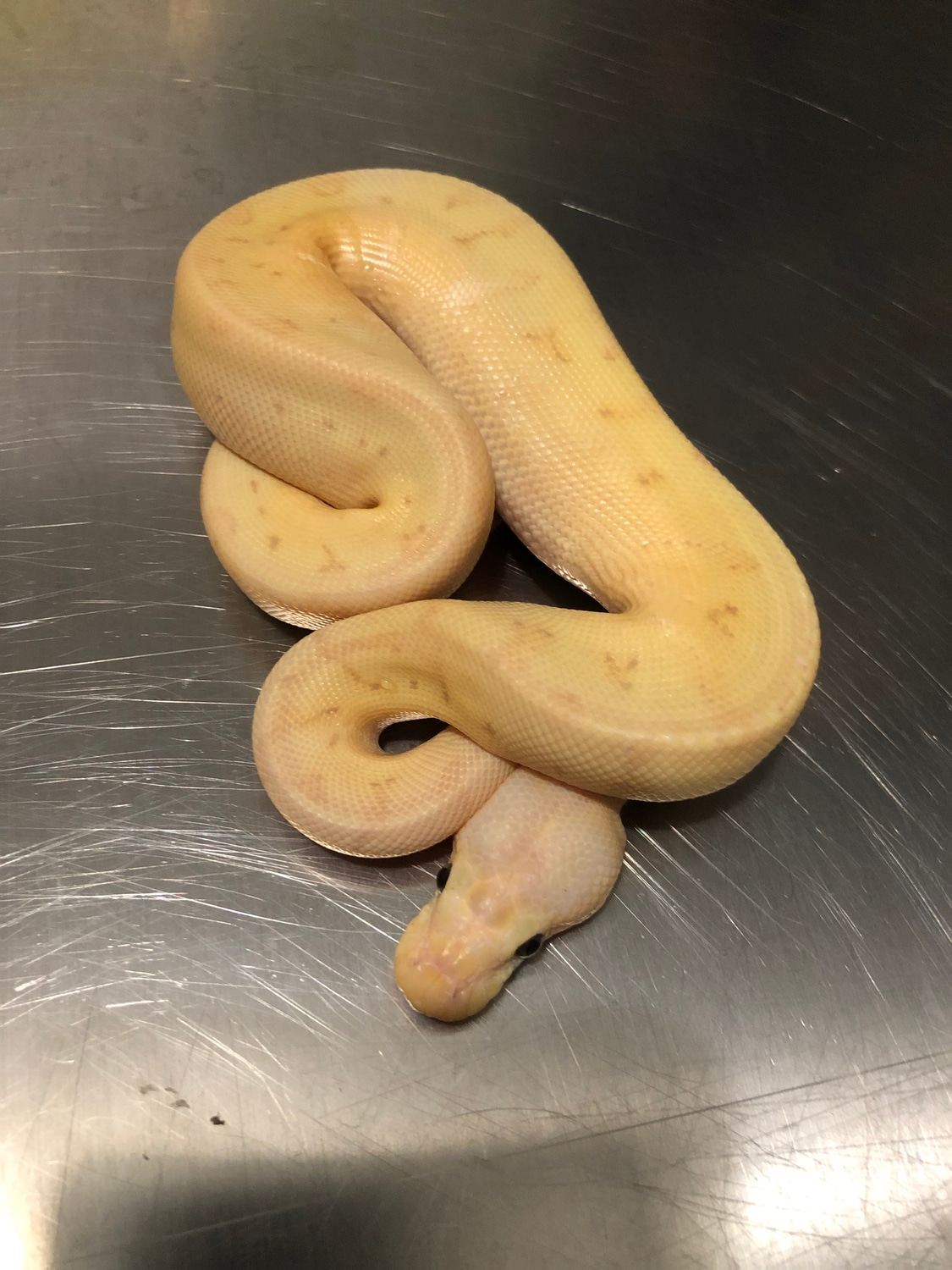Banana Pastel Pinstripe Clown Ball Python by EV Reptiles - MorphMarket
