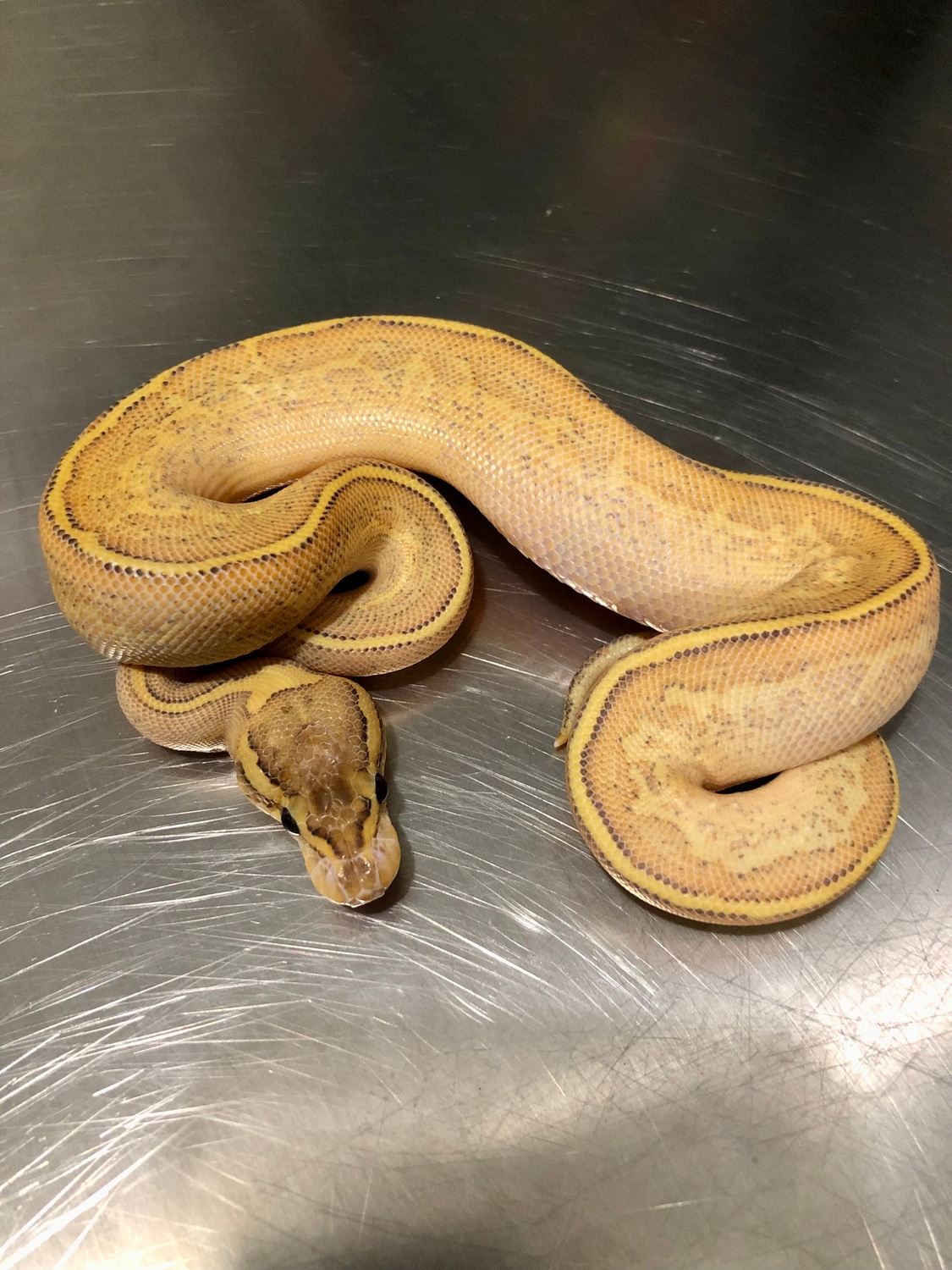 Pinstripe Highway Ball Python by EV Reptiles - MorphMarket