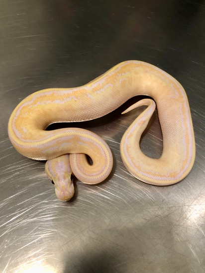 Banana Pinstripe Highway Ball Python by EV Reptiles