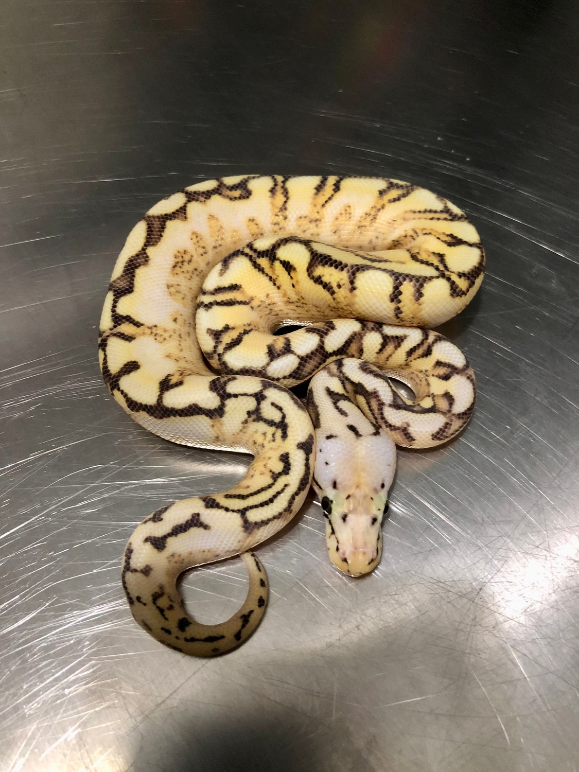 Pastel Spider Super Gravel Ball Python by EV Reptiles - MorphMarket