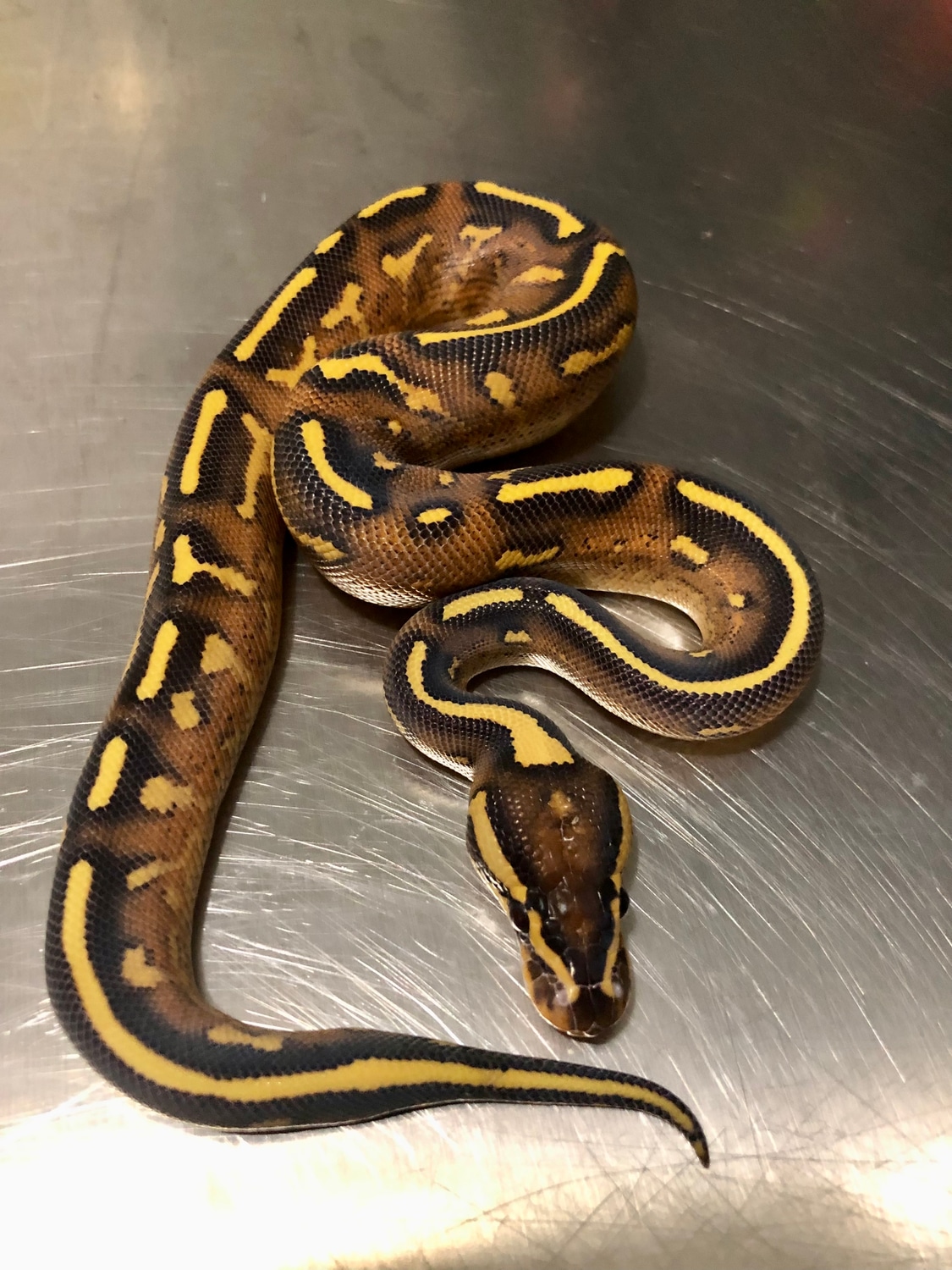 Super Gravel Ball Python by EV Reptiles - MorphMarket