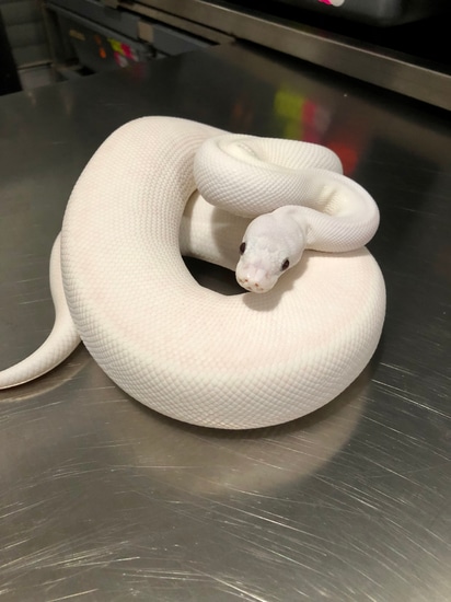 Blue Eyed Leucistic Ball Python by EV Reptiles