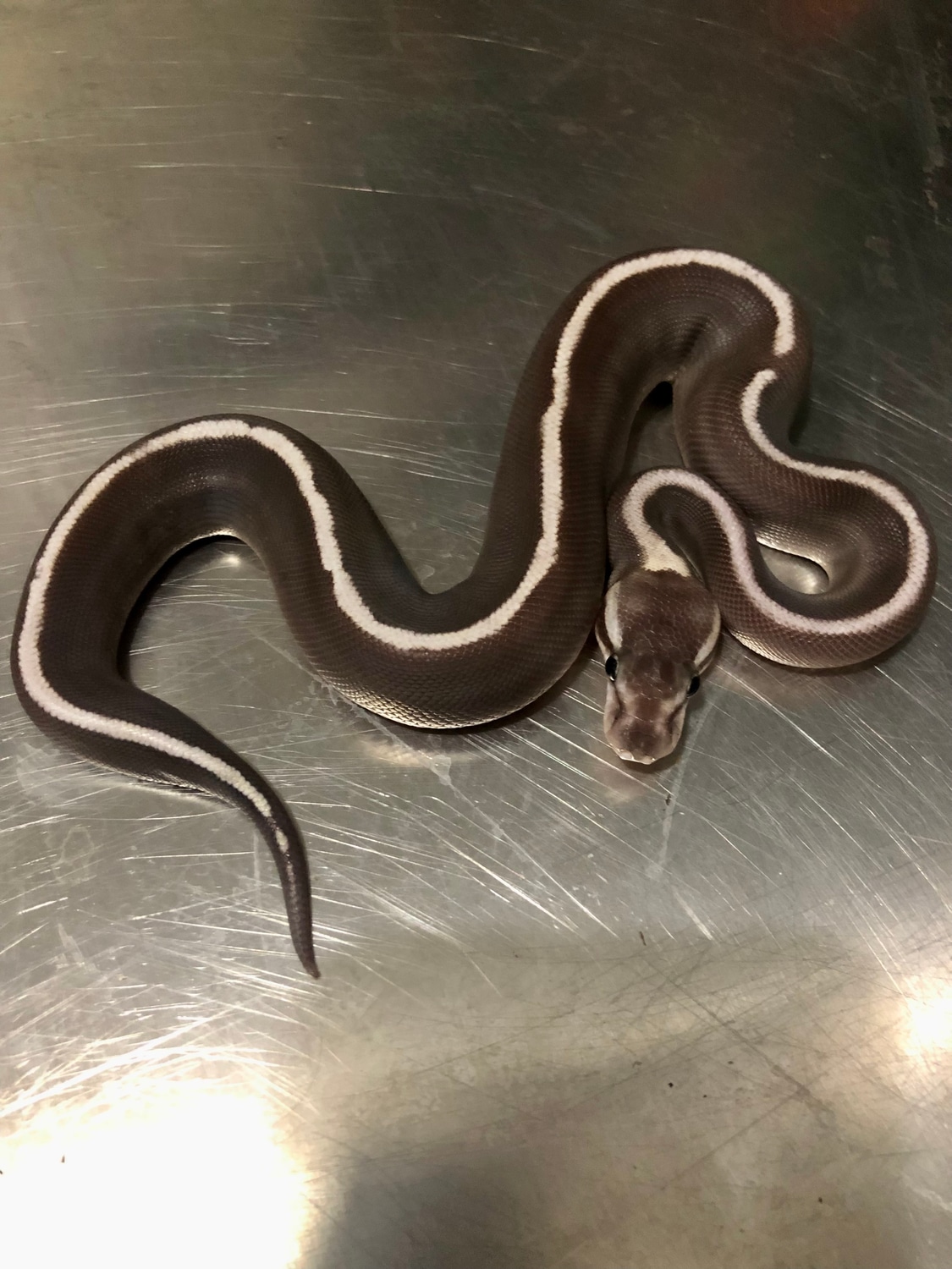 Super Ghi Leopard Mojave Het Clown Ball Python by EV Reptiles - MorphMarket