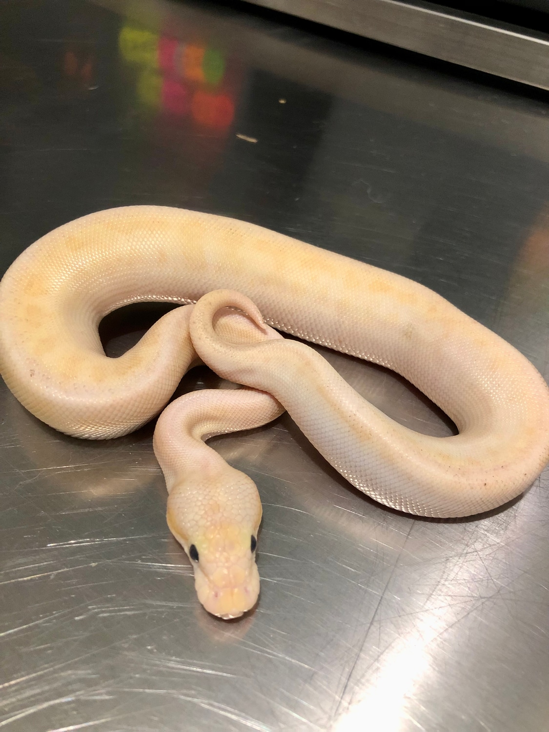 Spinnerblast Highway Ball Python by EV Reptiles - MorphMarket
