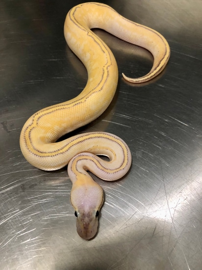 Lemonblast Highway Ball Python by EV Reptiles