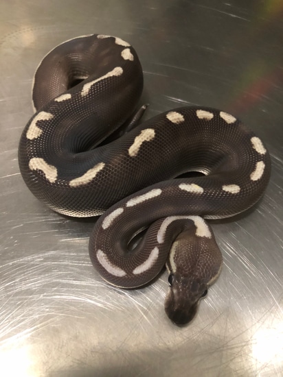 Super Ghi Mojave Het Clown Ball Python by EV Reptiles