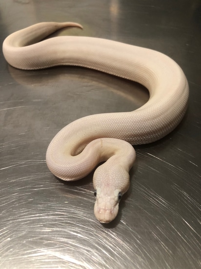 Super Lesser Het Clown Ball Python by EV Reptiles