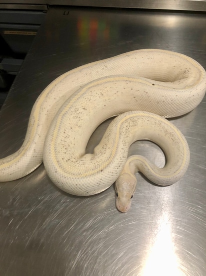 Pinstripe Highway Ball Python by EV Reptiles