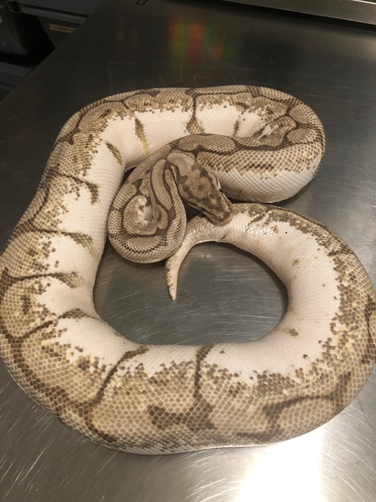 Lesser Bee Ball Python by EV Reptiles