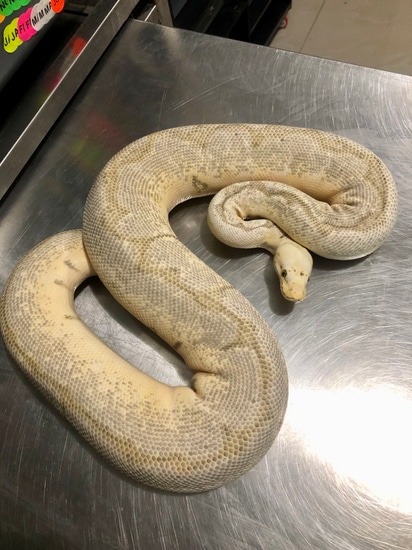 Killer Bee Clown Ball Python by EV Reptiles