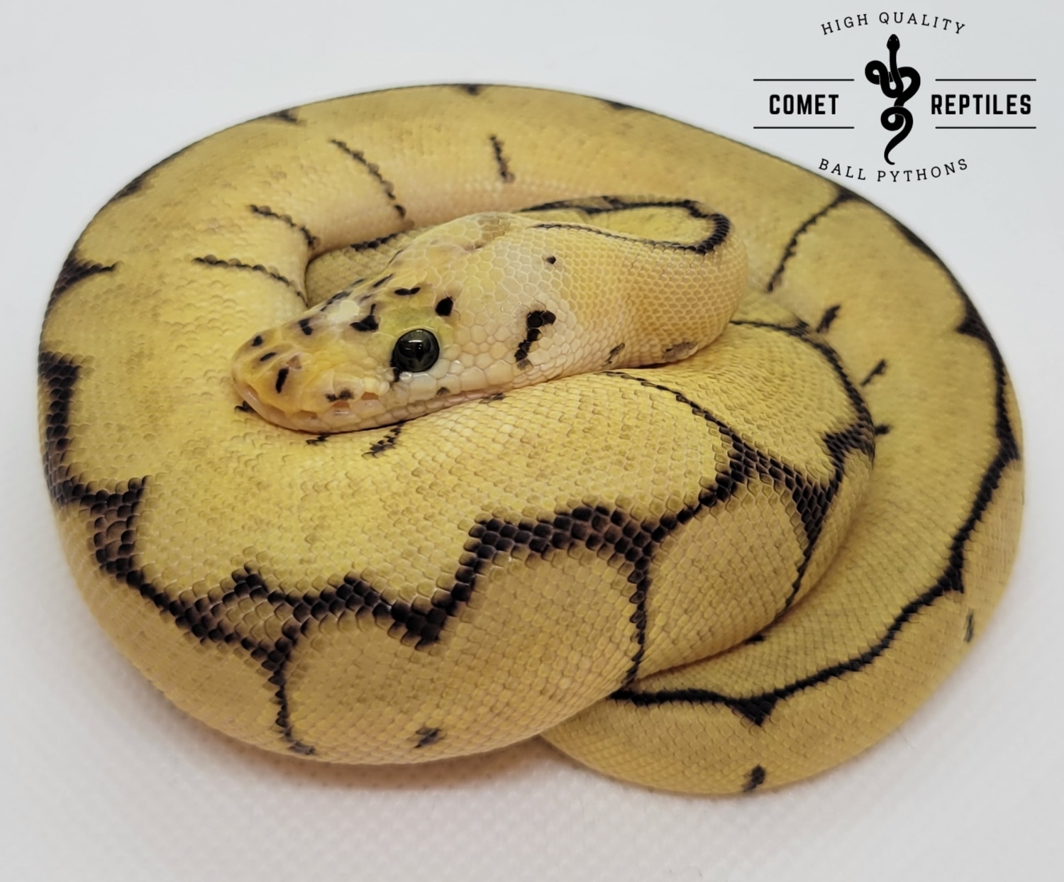 Bumblebee Clown Female Ball Python by Comet Reptiles - MorphMarket