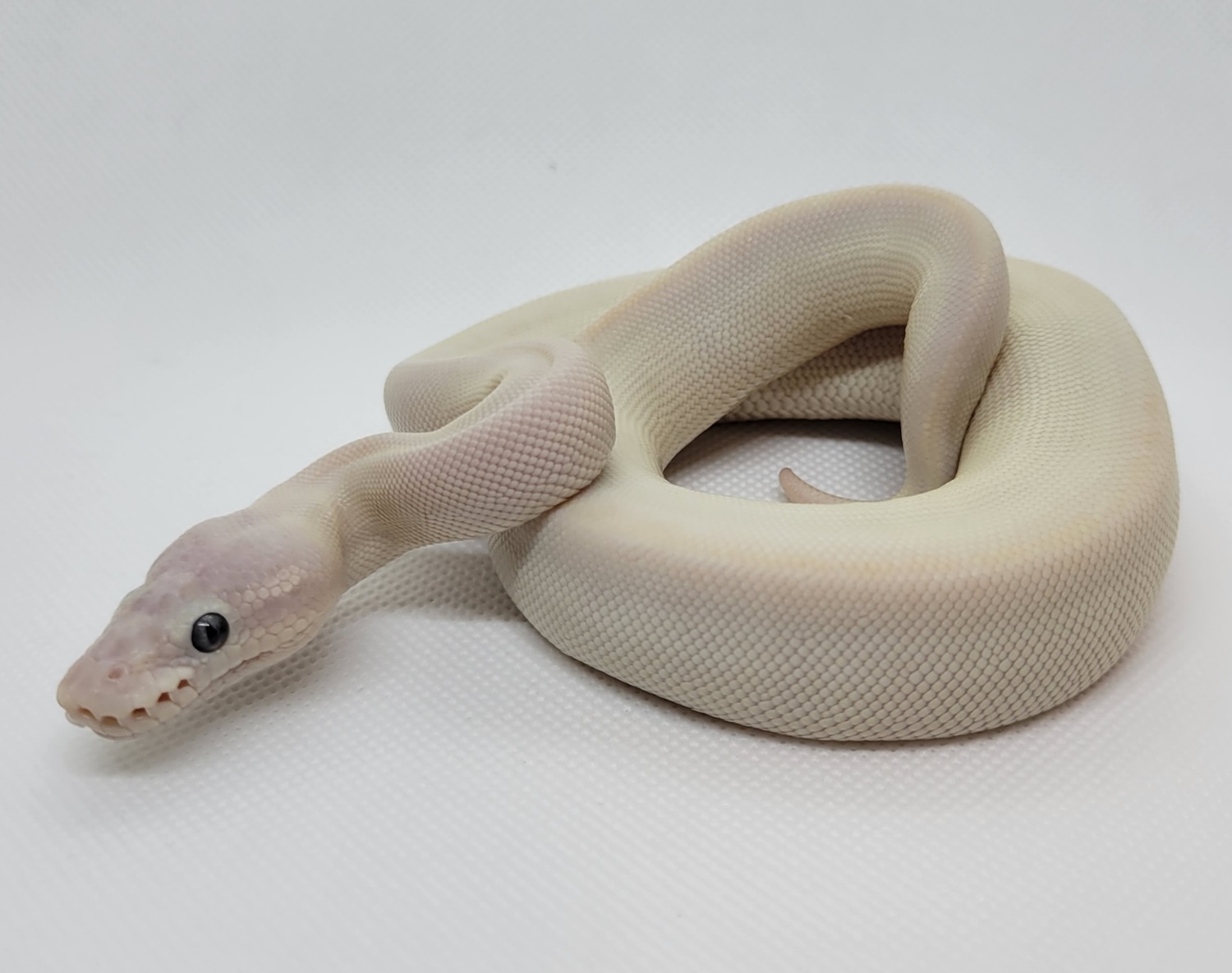 Super Mojave Male Ball Python by Comet Reptiles - MorphMarket