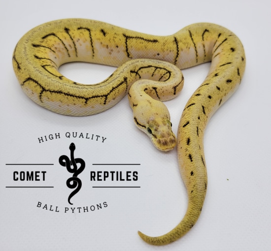 Female Killer Spinner Ball Python by Comet Reptiles