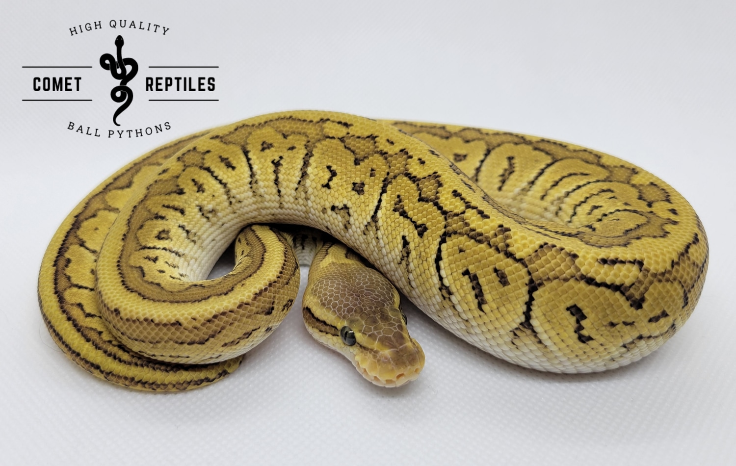 Pastel Jigsaw Male Ball Python by Comet Reptiles - MorphMarket