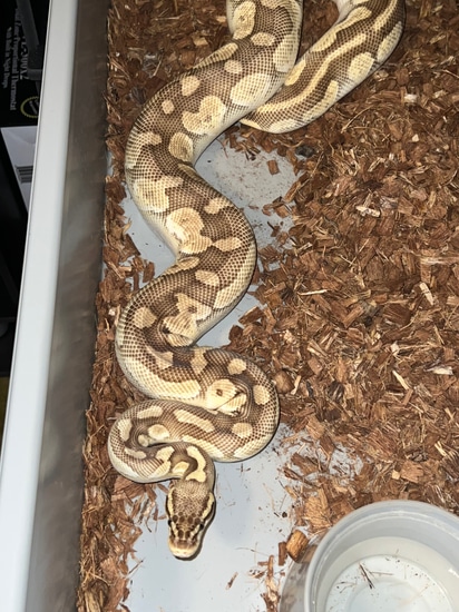 Pastel Lesser Ball Python by Montgomery Ball Pythons