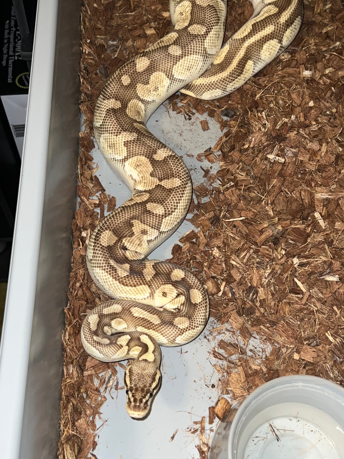 Pastel Lesser Ball Python by Montgomery Ball Pythons - MorphMarket