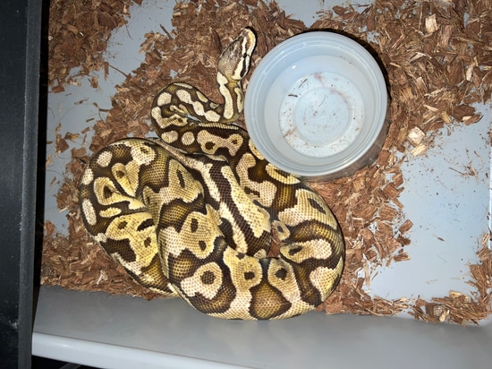 Firefly Ball Python by Montgomery Ball Pythons