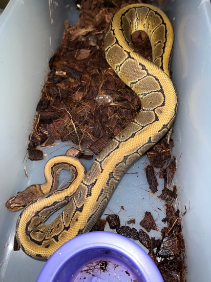 2021 Pinstripe F Ball Python by Montgomery Ball Pythons