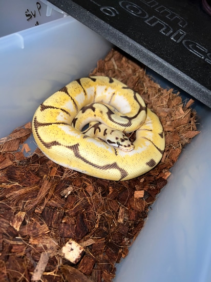 2021 OD Enchi Bumblebee M Ball Python by Montgomery Ball Pythons
