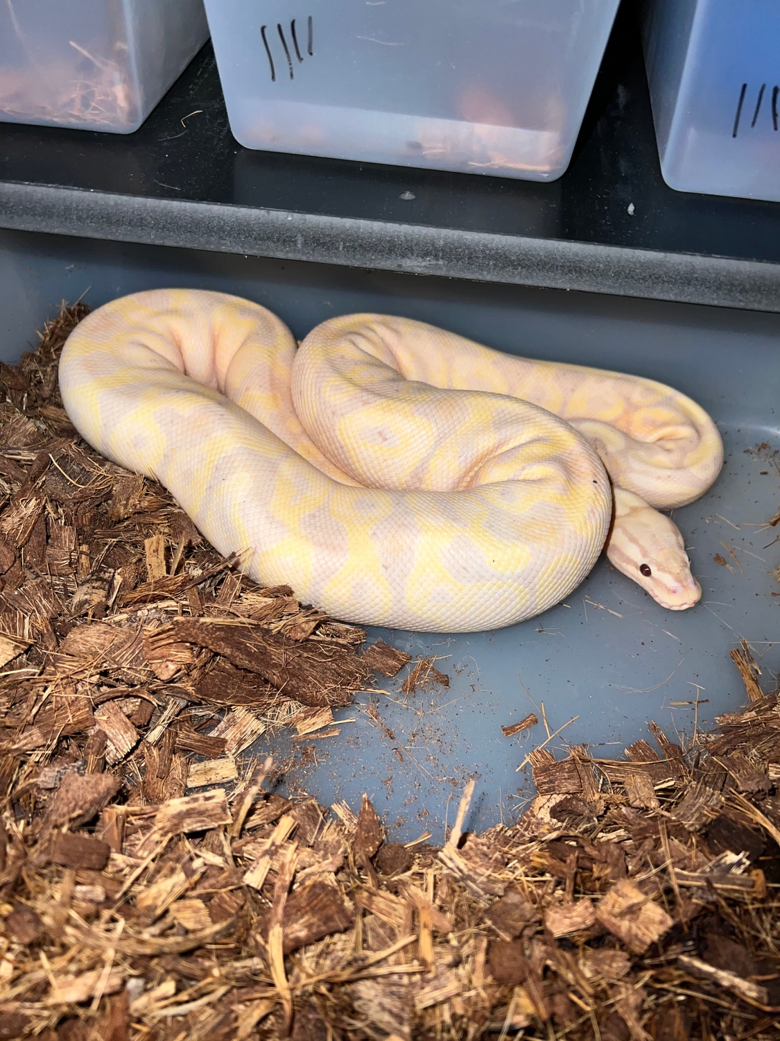 2021 Super Banana 50% Het Clown Ball Python by Montgomery Ball Pythons ...