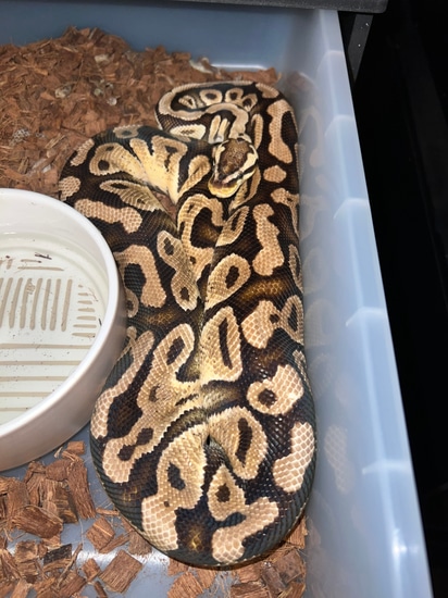 2015 Pastel H. Clown/H. Lavender Albino 1,409g M Ball Python by ...