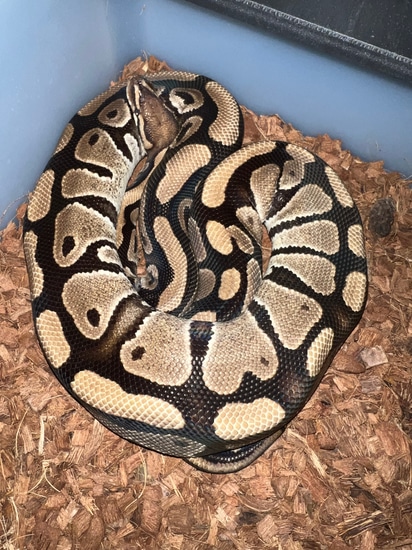2018 Pastel H. Lavender Albino 1,706g F Ball Python by Montgomery Ball Pythons - MorphMarket