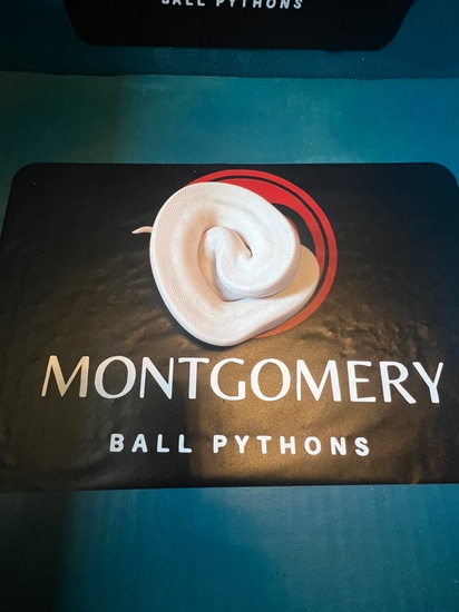 2022 BEL (Bamboo X Pastel Lesser) F Ball Python by Montgomery Ball Pythons