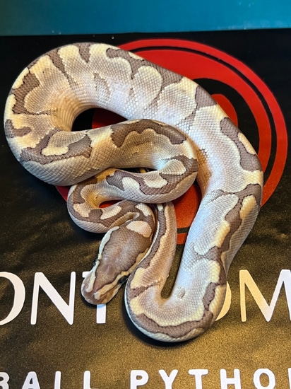 2022 Bamboo F Ball Python by Montgomery Ball Pythons