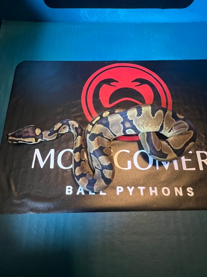2022 Pastel F Ball Python by Montgomery Ball Pythons