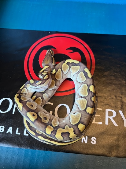 2022 Lesser F Ball Python by Montgomery Ball Pythons