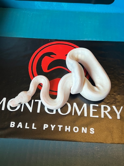 2022 BEL (Bamboo X Pastel Lesser) F Ball Python by Montgomery Ball Pythons