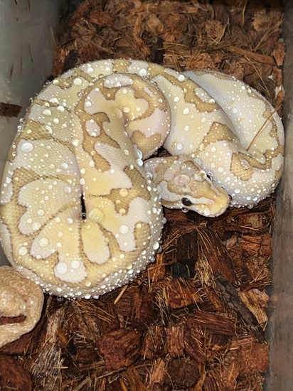 2022 Bamboo Fire F Ball Python by Montgomery Ball Pythons