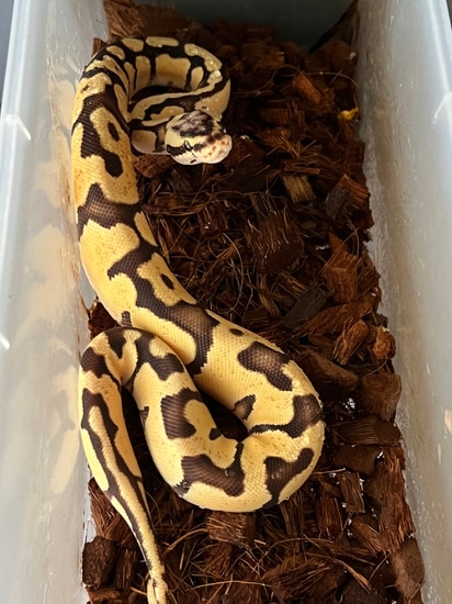 2022 Firefly Female Ball Python by Montgomery Ball Pythons