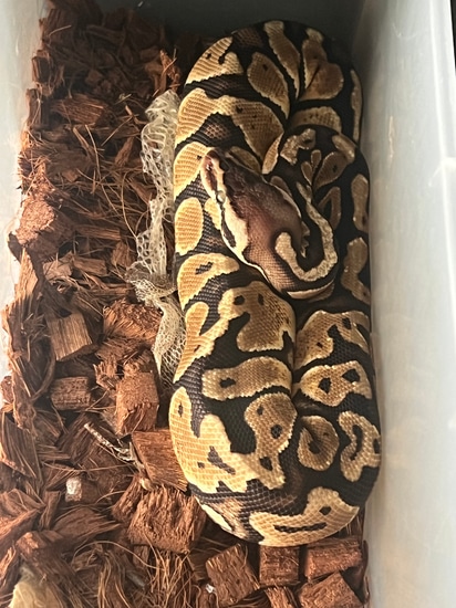2022 Pastel F Ball Python by Montgomery Ball Pythons