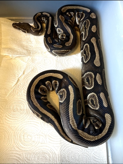 2018 Proven Breeder Black Pastel/het Pied F Ball Python by Montgomery ...