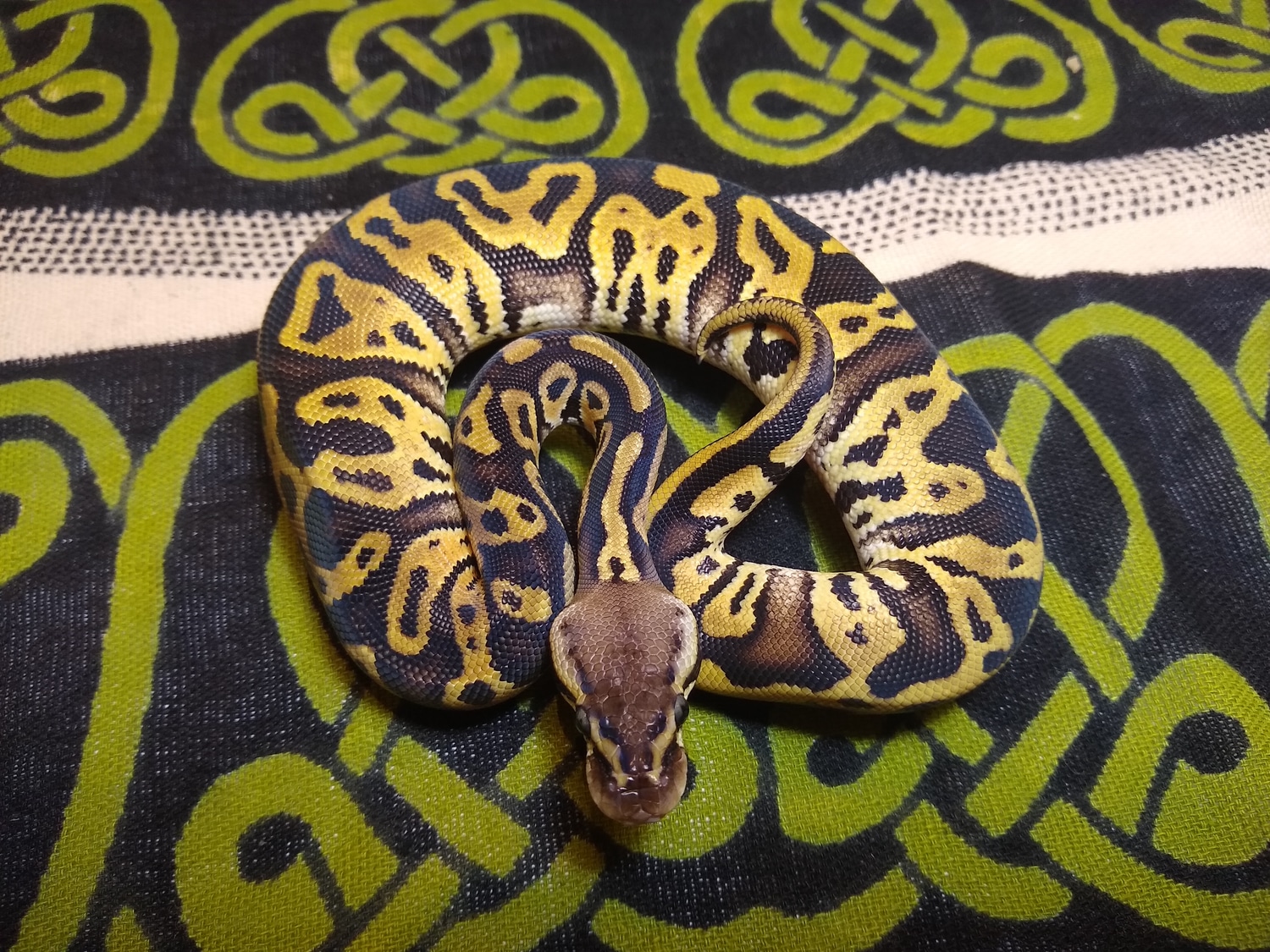 Leopard Pastel Ball Python by Exactly Exotics - MorphMarket