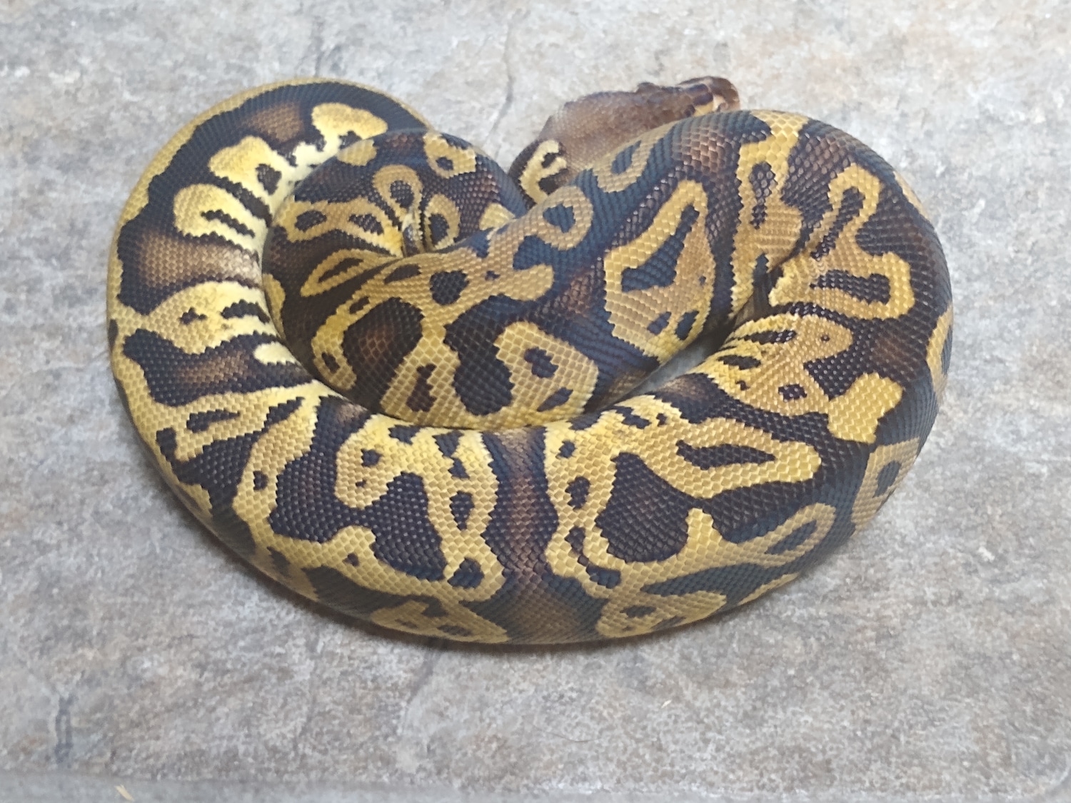 Leopard Pastel Ball Python by Exactly Exotics - MorphMarket