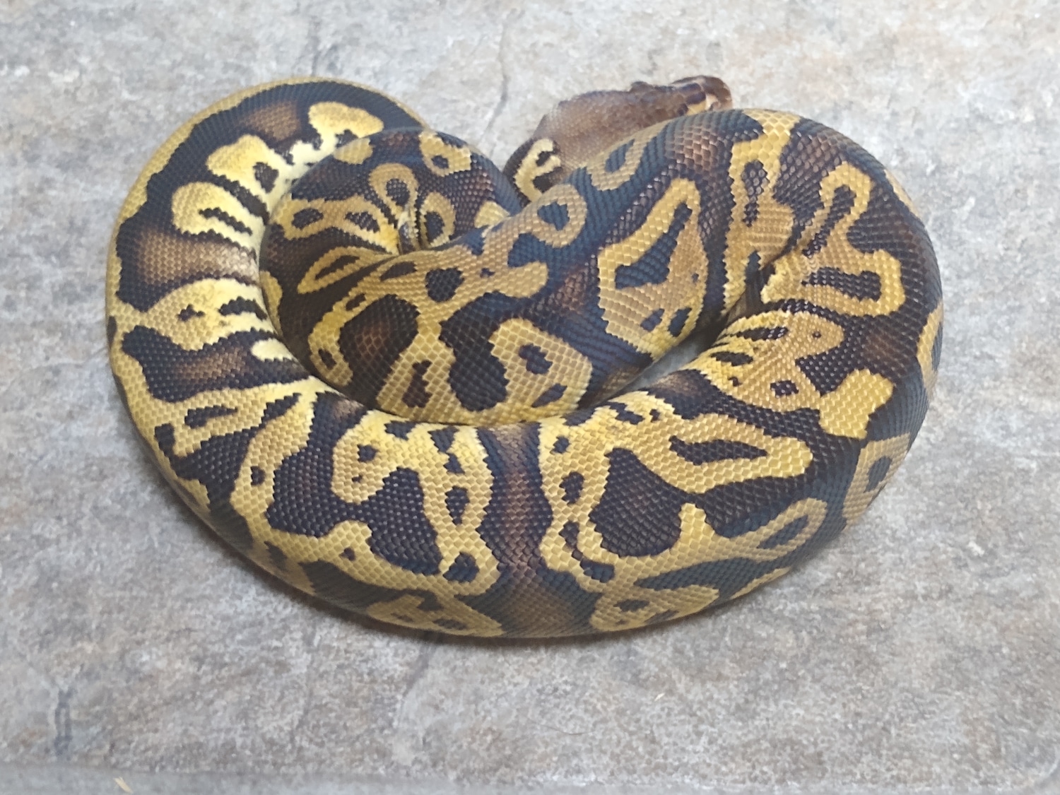 Leopard Pastel Ball Python by Exactly Exotics - MorphMarket