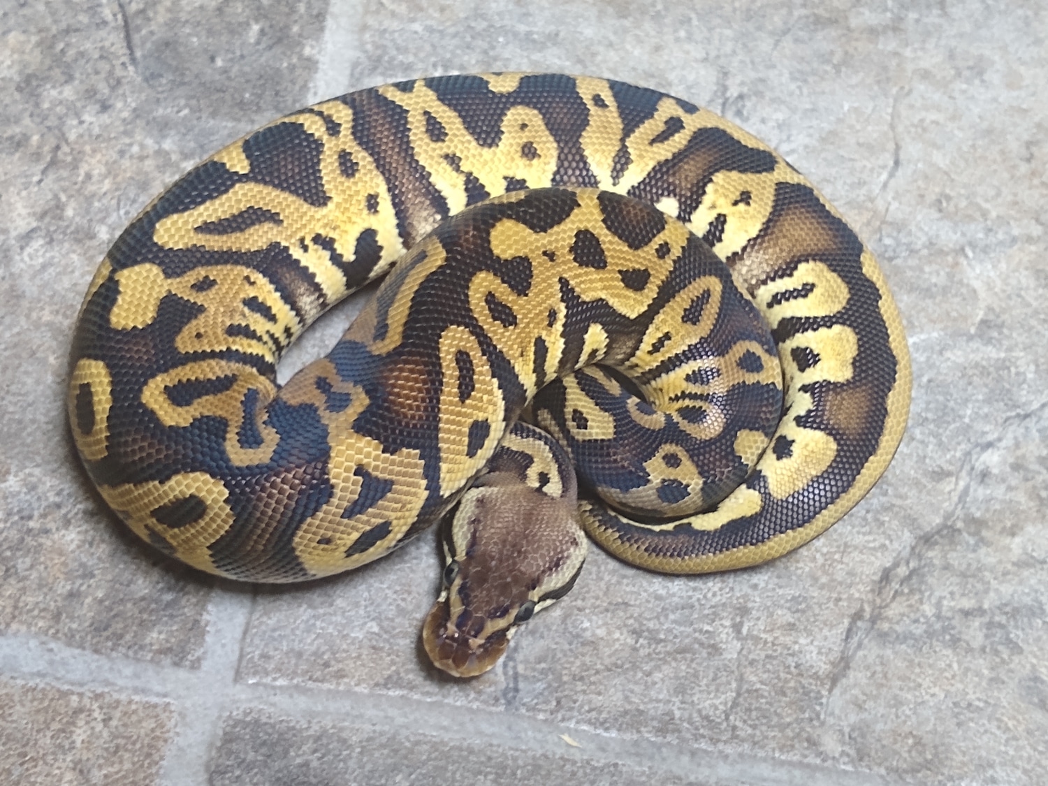 Leopard Pastel Ball Python by Exactly Exotics - MorphMarket
