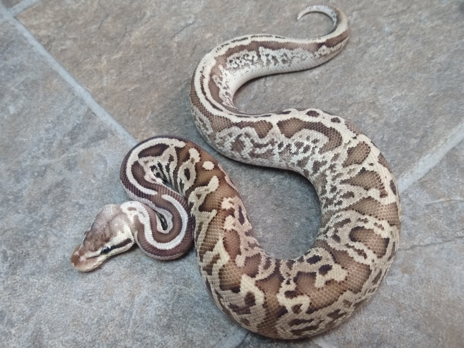 Fire Het Red Axanthic Leopard Pastel Ball Python by Exactly Exotics ...