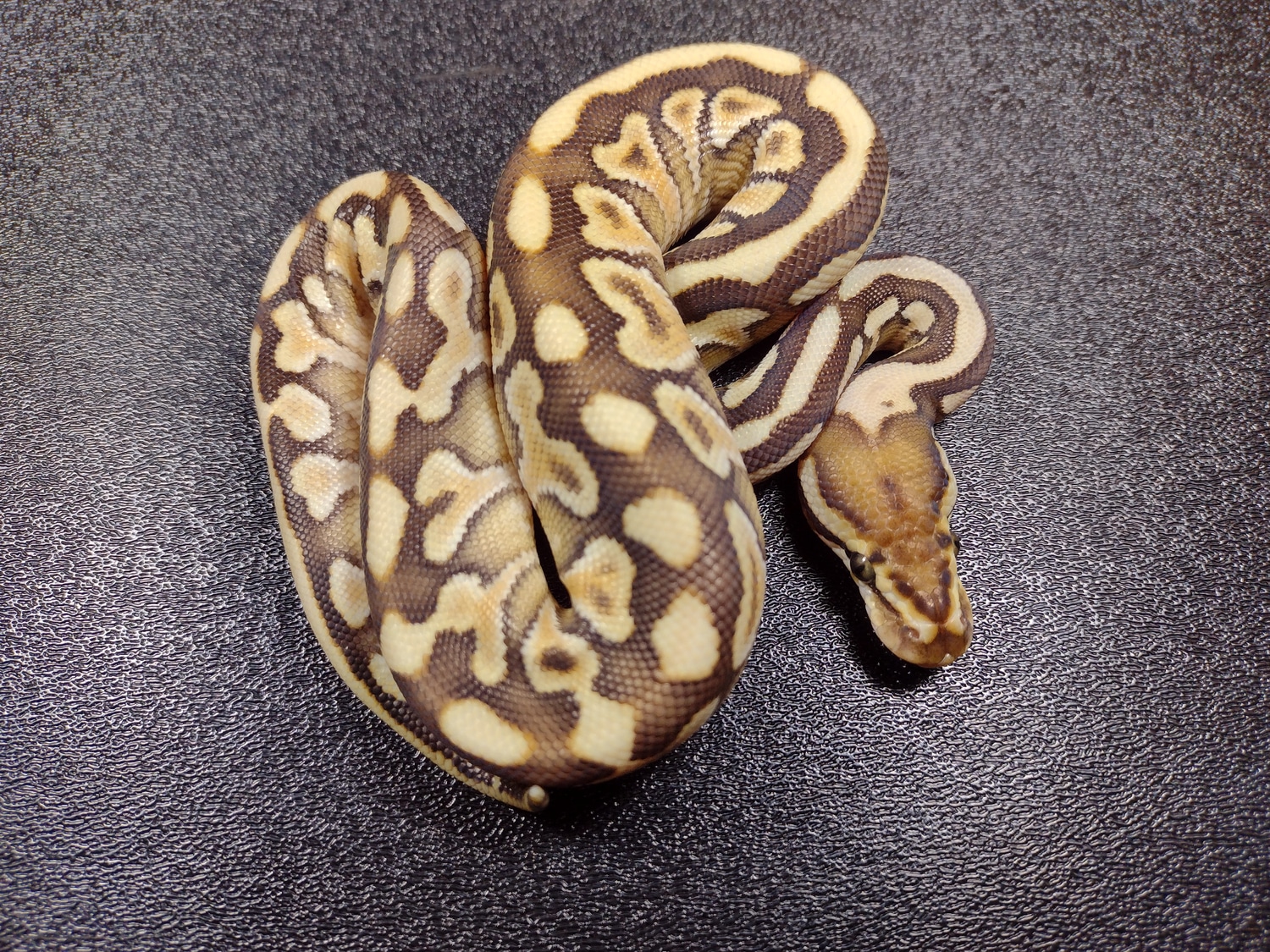 Butter Spotnose 100% Het. Clown Ball Python by Exactly Exotics ...
