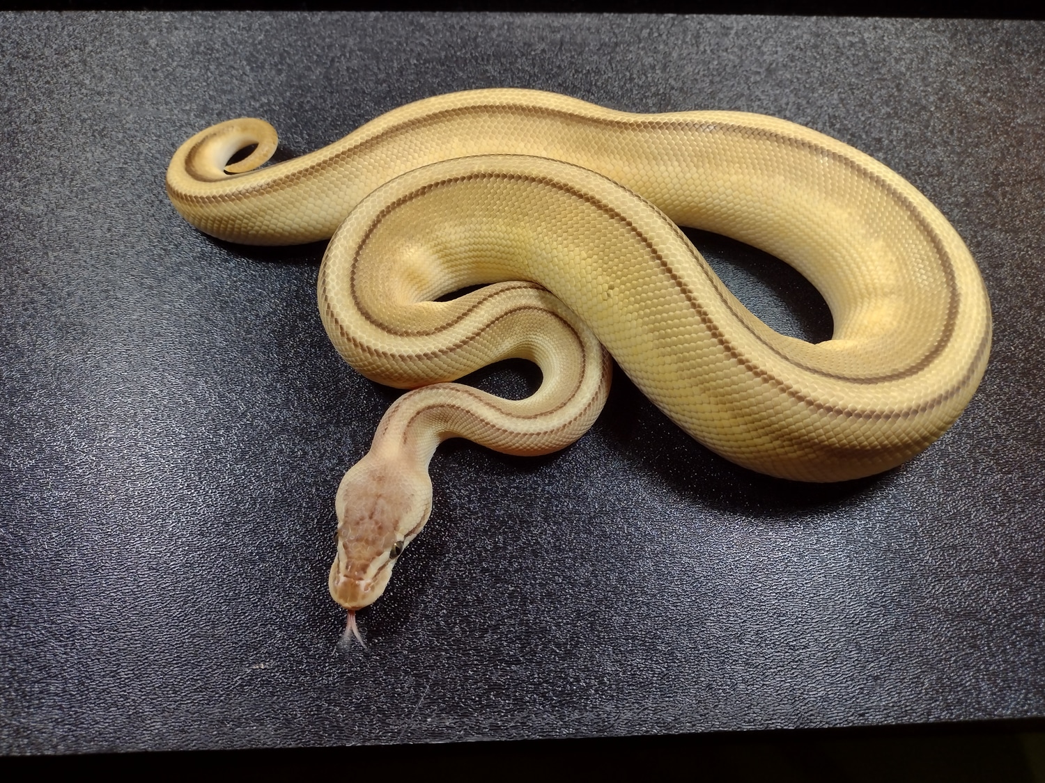 Butter Pastel Genetic Stripe Ball Python by Exactly Exotics - MorphMarket