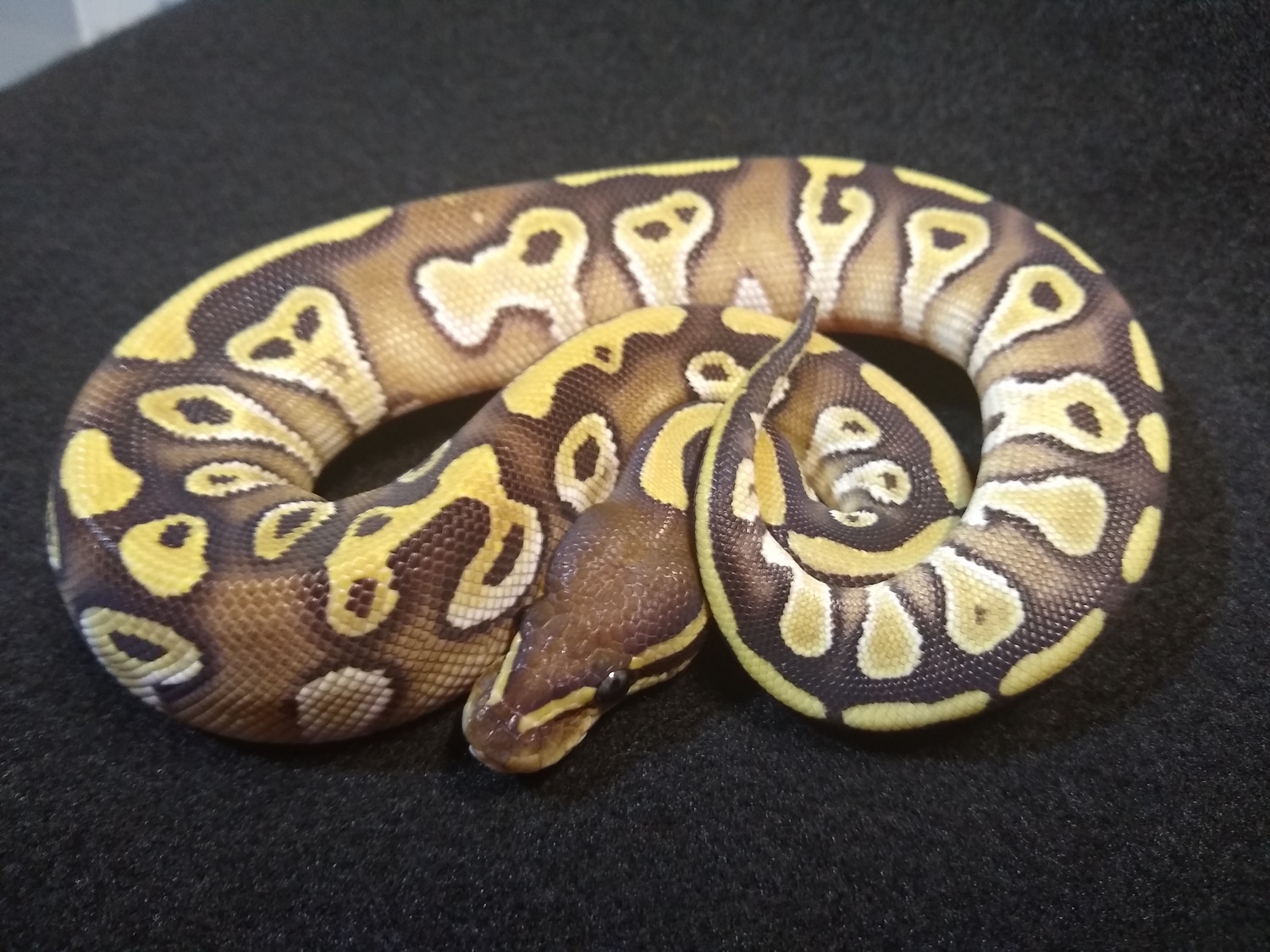 Mojave Het Hypo Ball Python by Exactly Exotics - MorphMarket