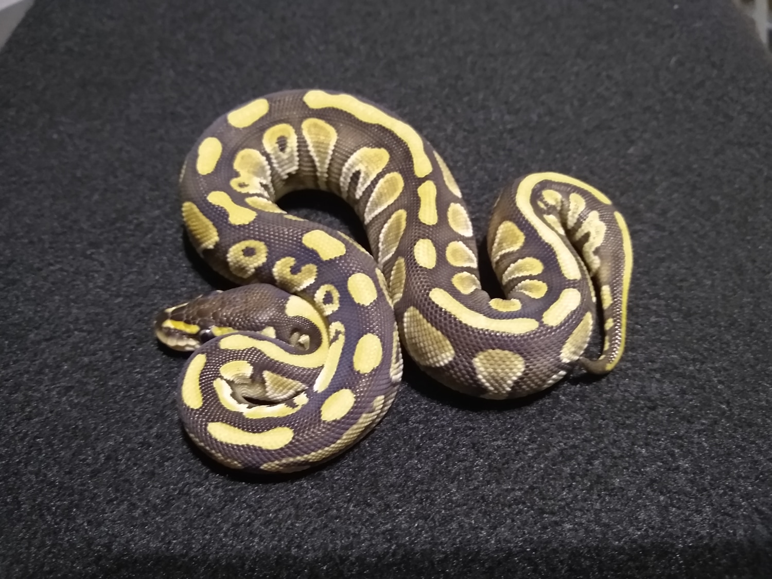 Het Red Axanthic Lesser Het Genetic Stripe Ball Python by Exactly ...