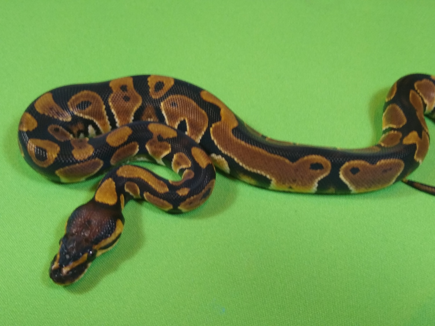 Hydra 50% PH Clown Ball Python by Exactly Exotics - MorphMarket