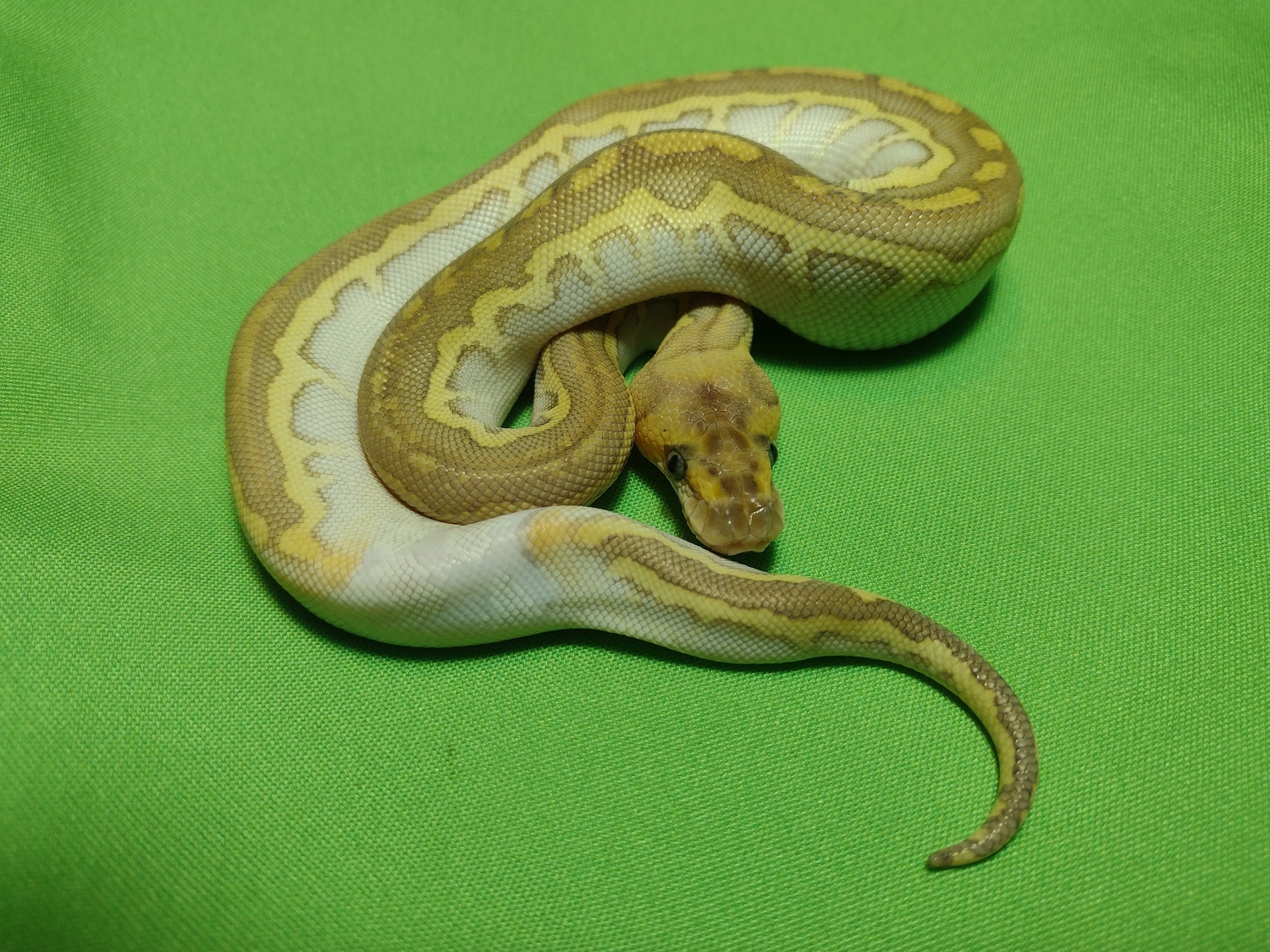 Butter Clown Female With Ringer Ball Python by Exactly Exotics ...