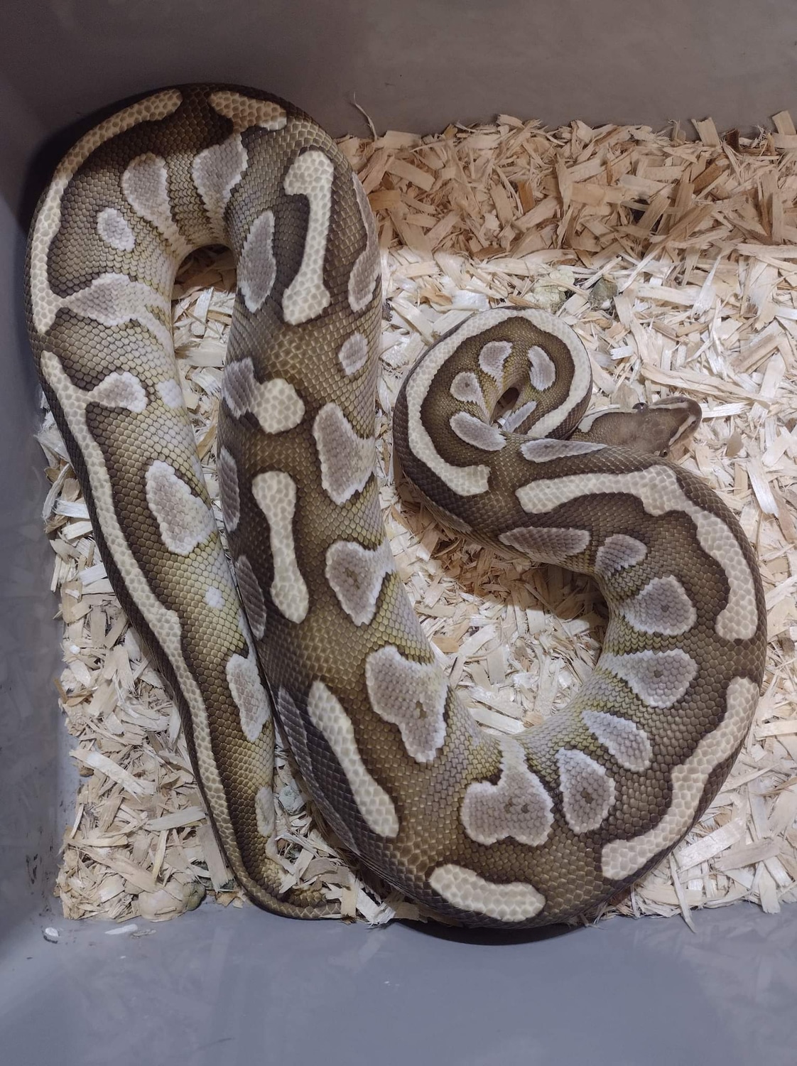 Butter Hydra Het Clown Ball Python by Exactly Exotics - MorphMarket